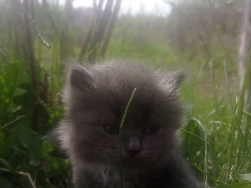 Отдам котят в добрые руки