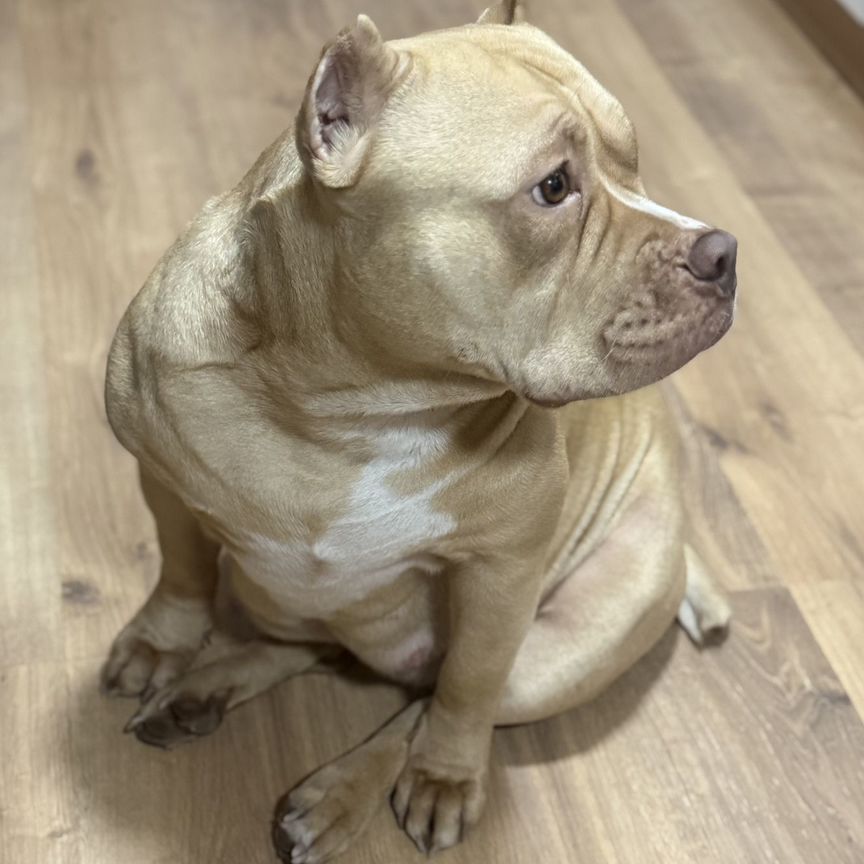 Американский булли, щенок