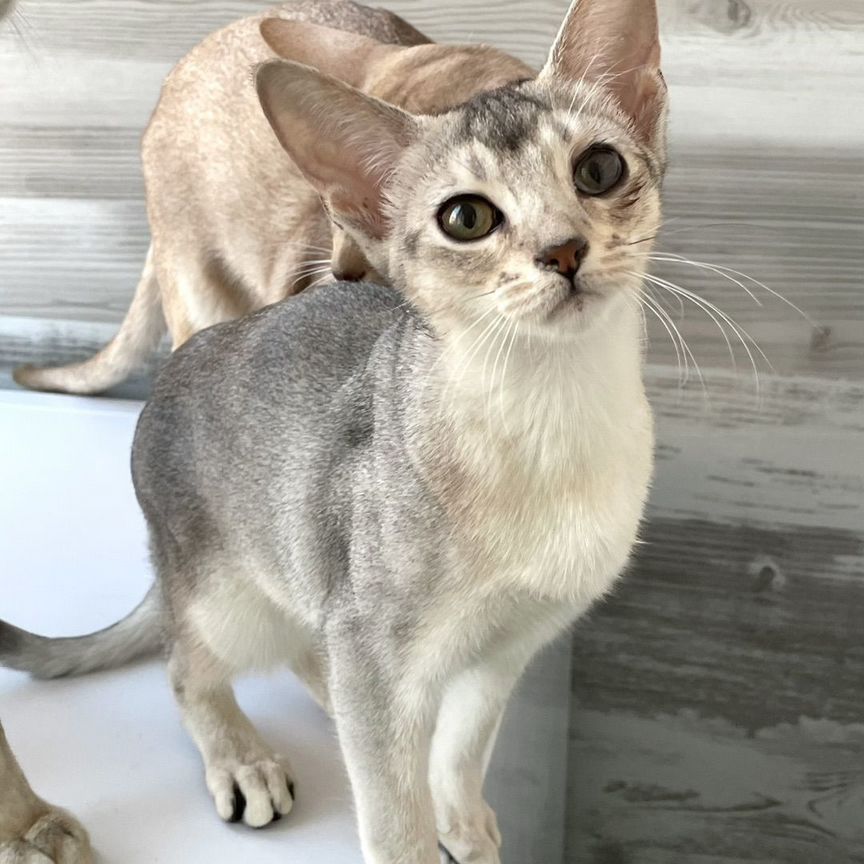 Абиссинский котёнок девочка