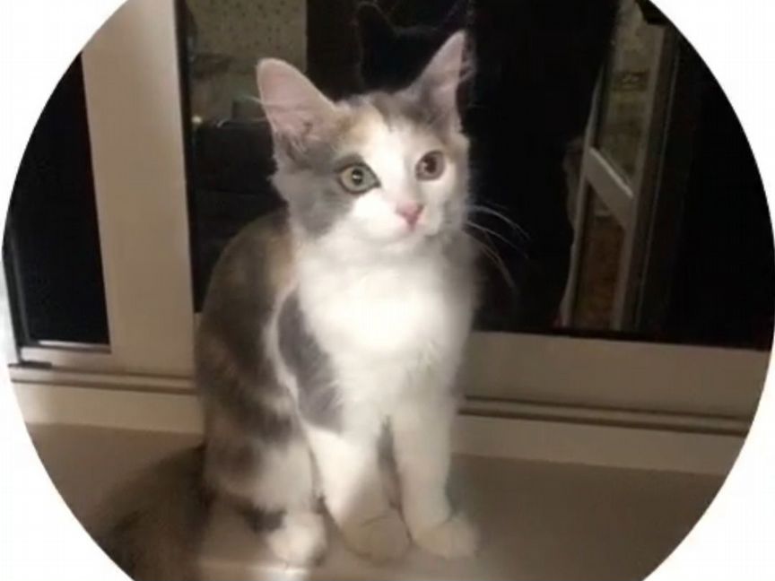 Котенок