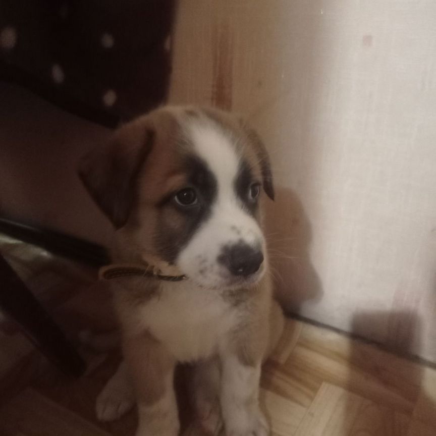 Собака в добрые руки 1 год