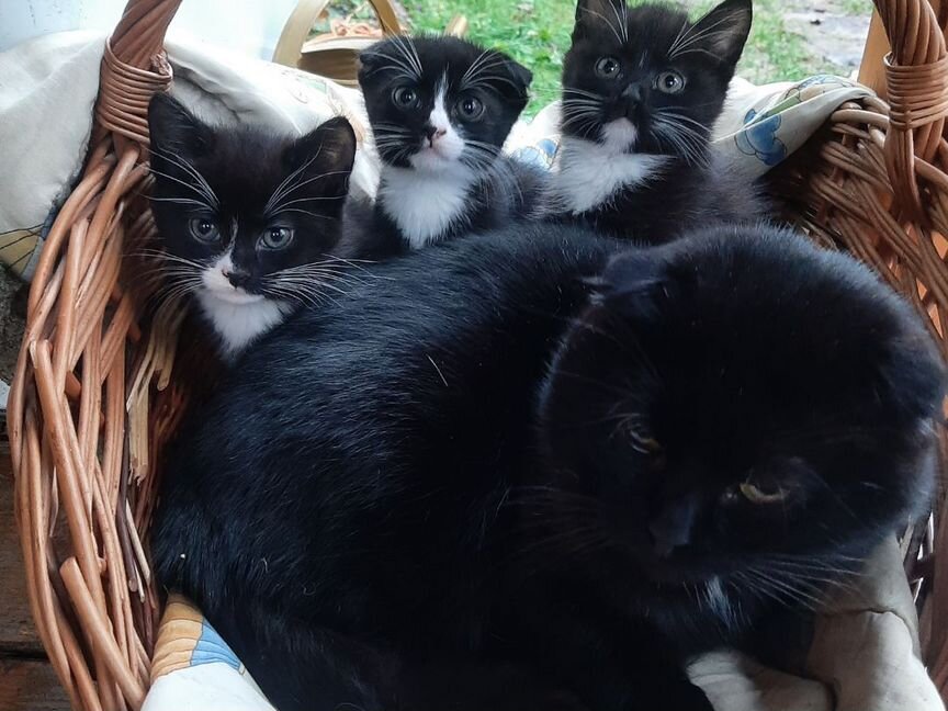 Котята в добрые руки приучены к лотку