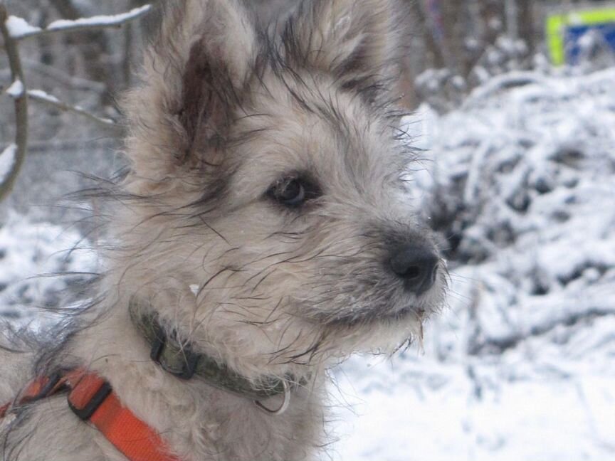 Щенки-пушистые-бородатики в добрые руки