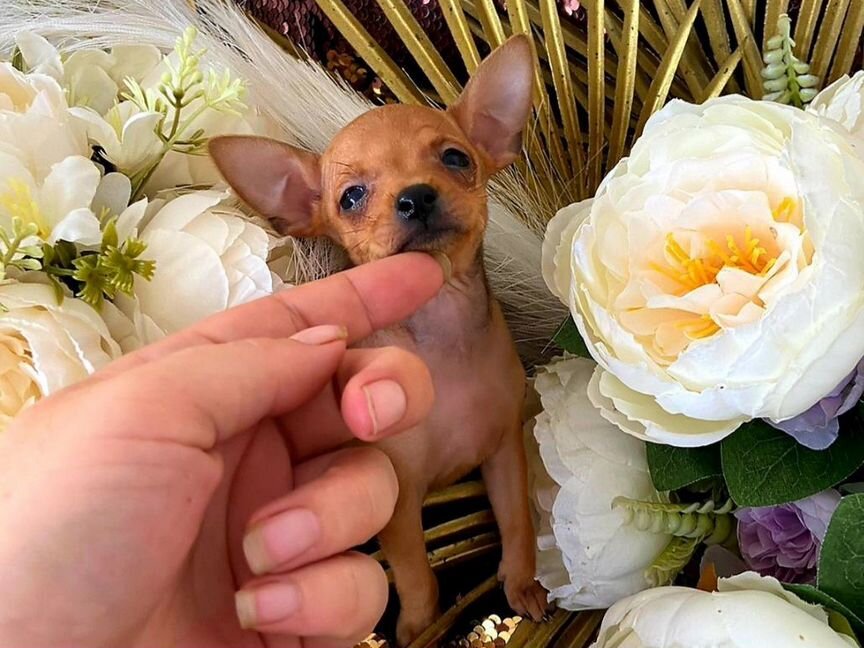 Супер mini детки