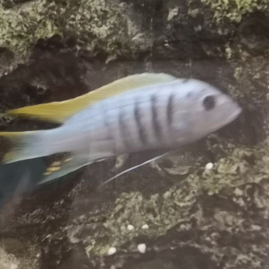 Цинотиляпия "Яло Риф"