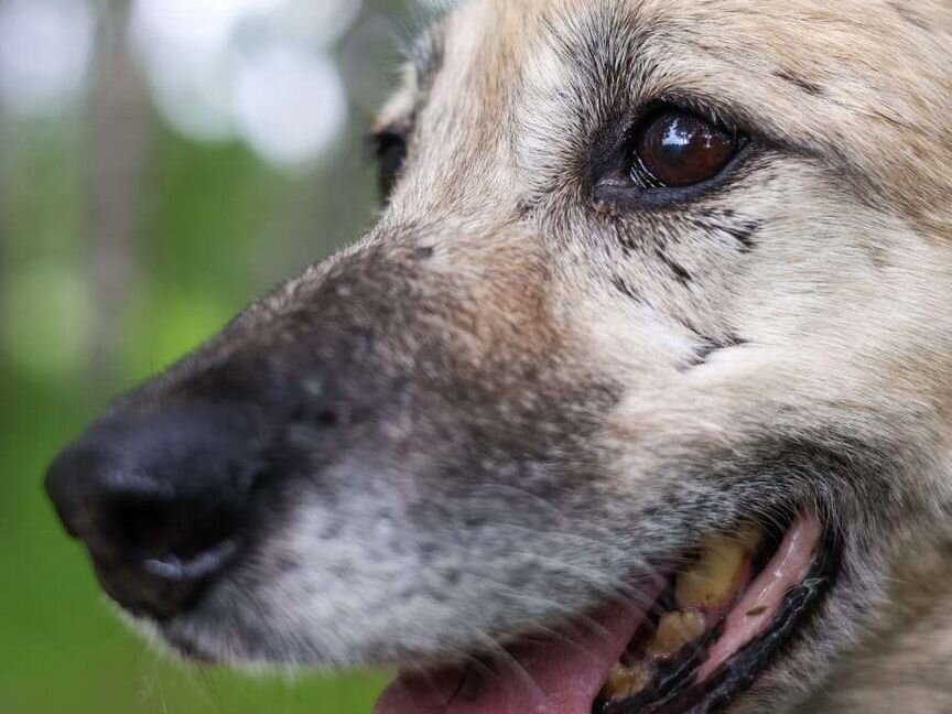 Век Аделины