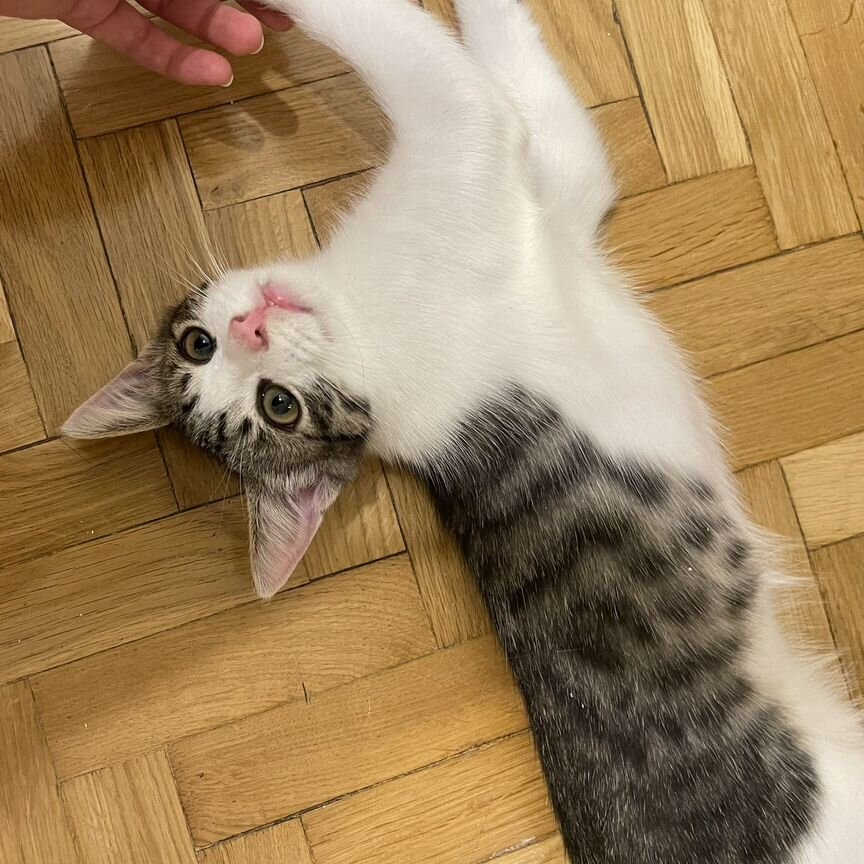 Котик ищет дом