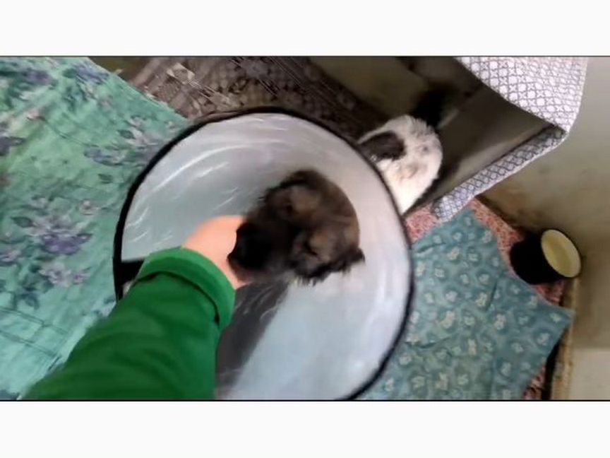 Собака в добрые руки