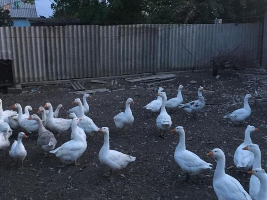 Домашнии гуси Линда и серый крупный
