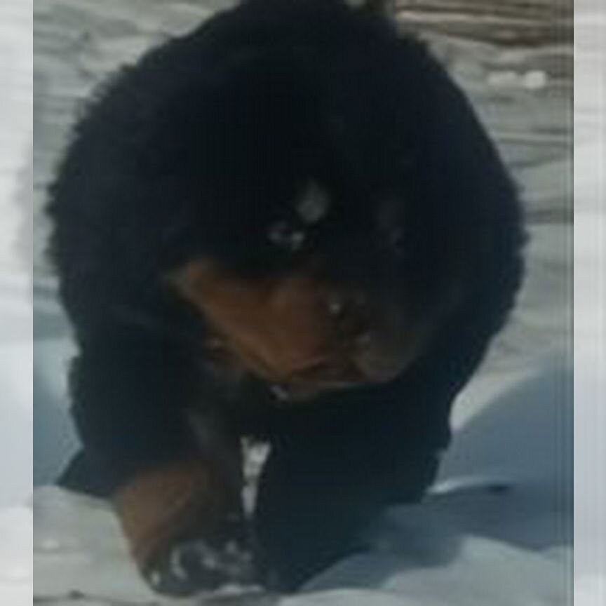 Тибетский мастиф, щенок