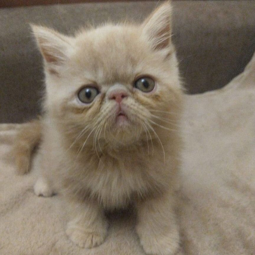 Котенок экзот