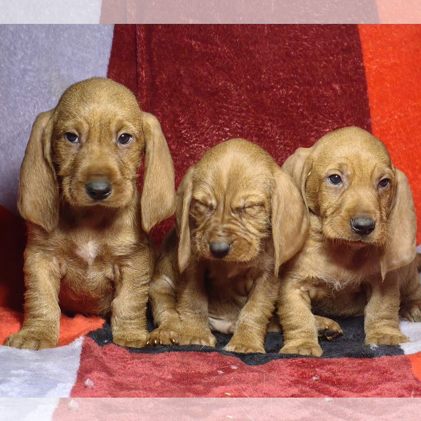 Рыжий бретонский бассет, щенок