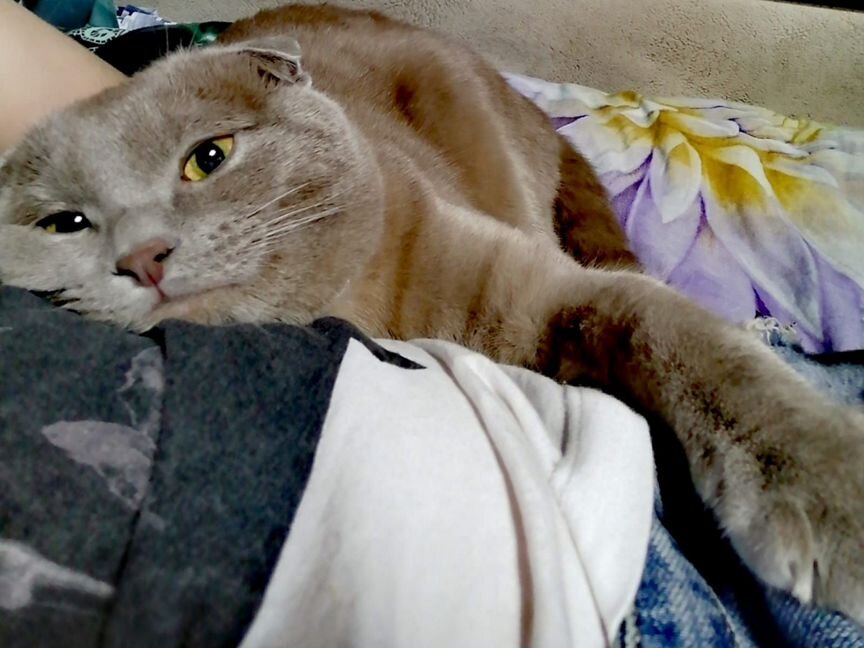 Шотландский вислоухий кот