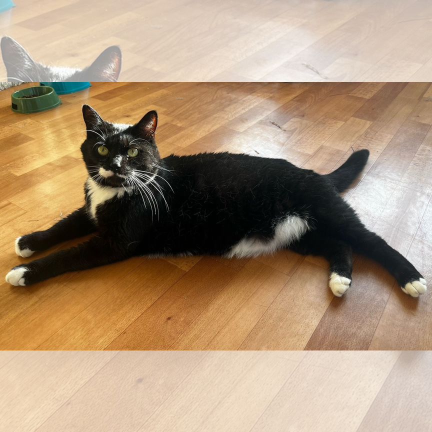 Котик в добрые руки