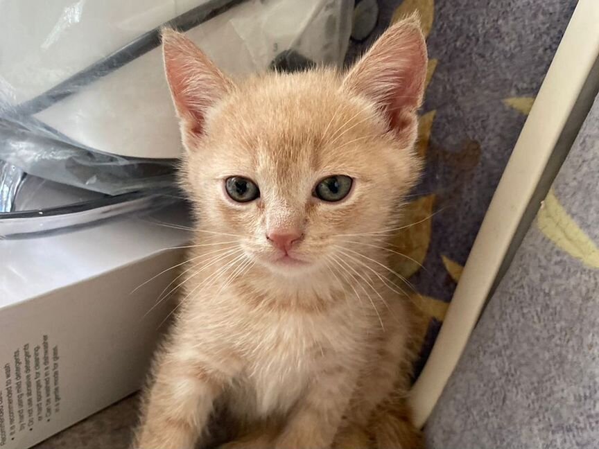 Отдам котят в добрые руки