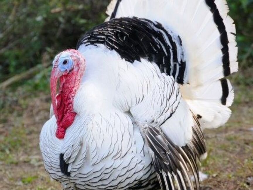 Индюки.Индюшки.Куры.Утки