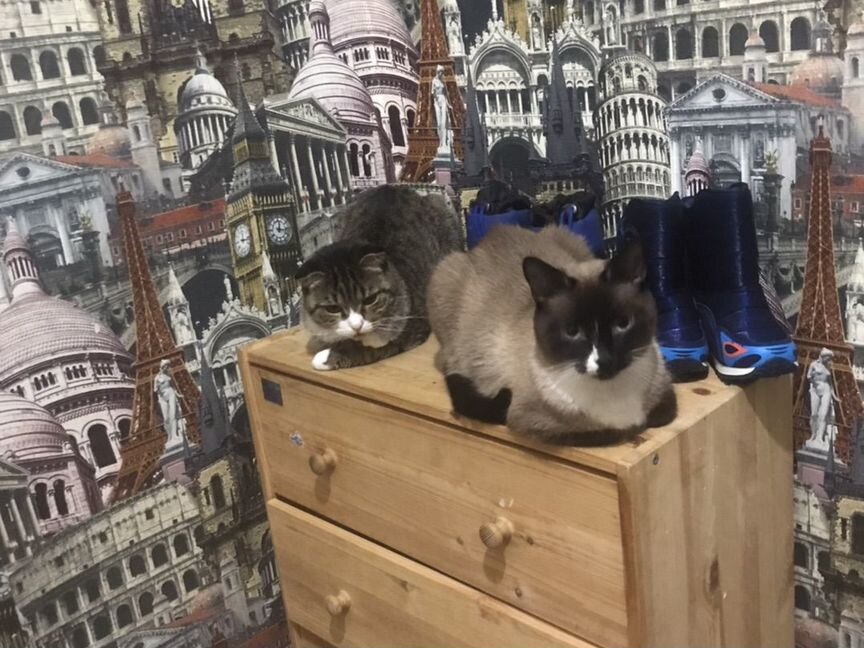 Котопес и кошечка