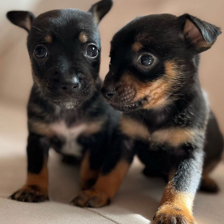 Той-терьер щенки