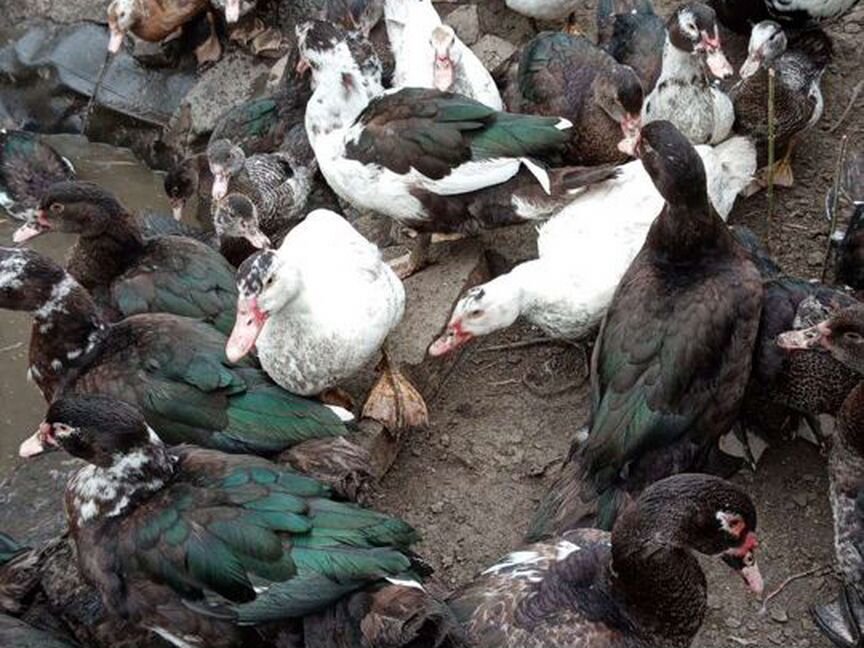 Утка мускусная