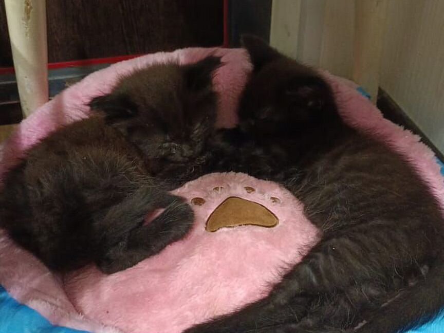 Котята в добрые руки