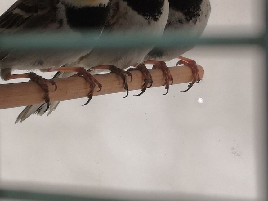 Желтогорлые овсянки