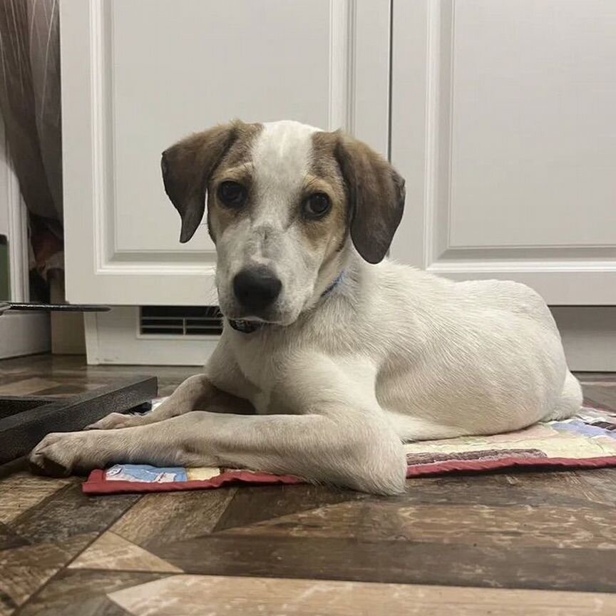 Лета. Метис щенок в дар