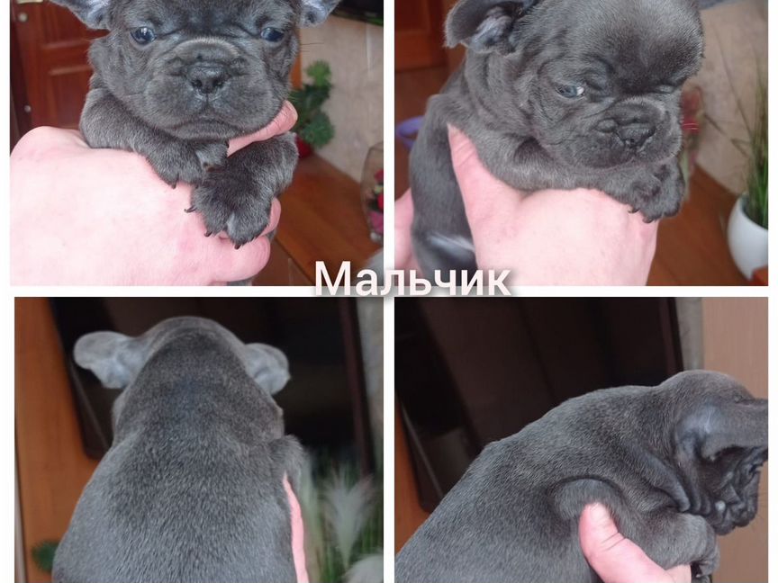Французский бульдог, щенки и подростки