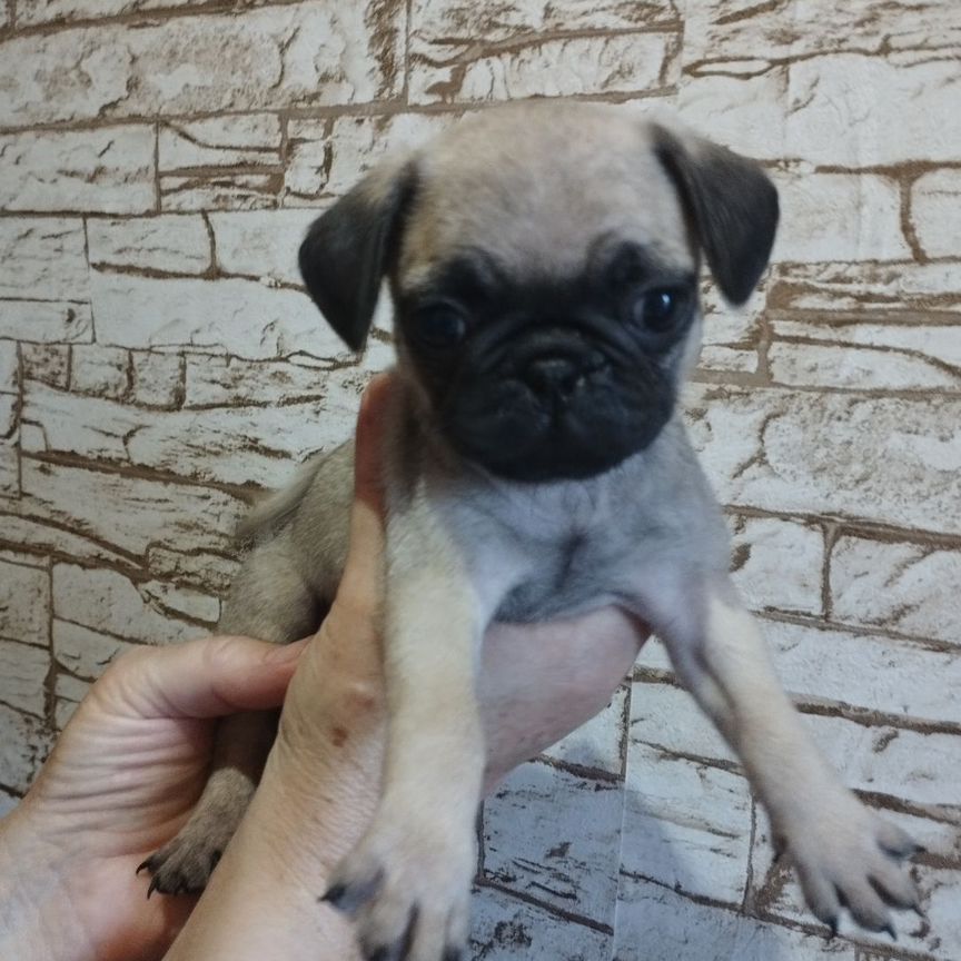 Щенки мопса