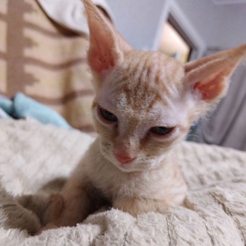 Донской сфинкс котёнок