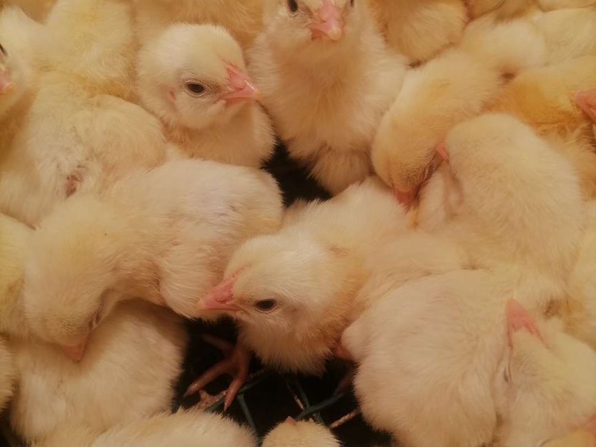 Цыплята Бройлер