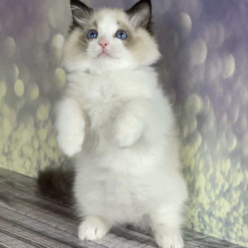 Малышка Рэгдолл