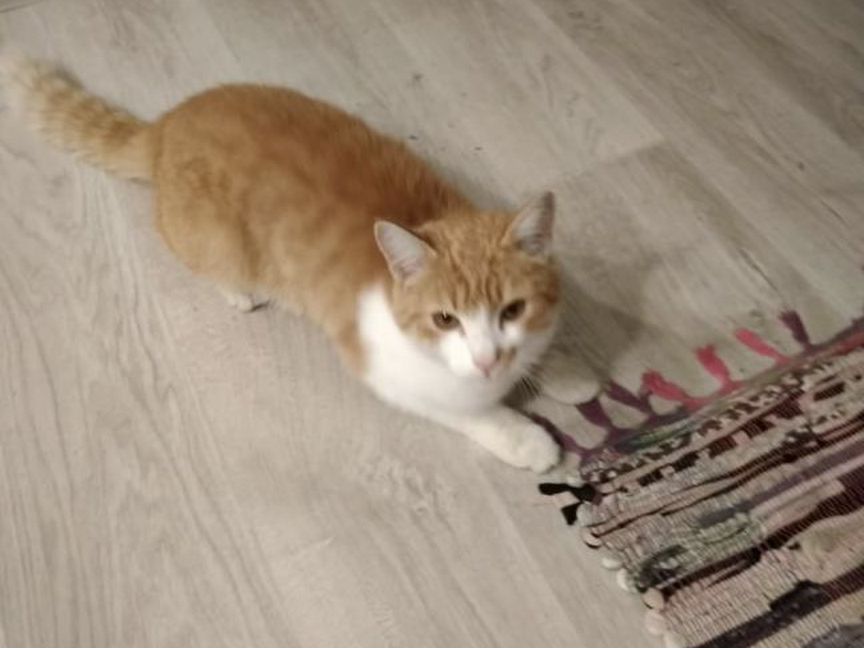 Котика выкинули ищем дом
