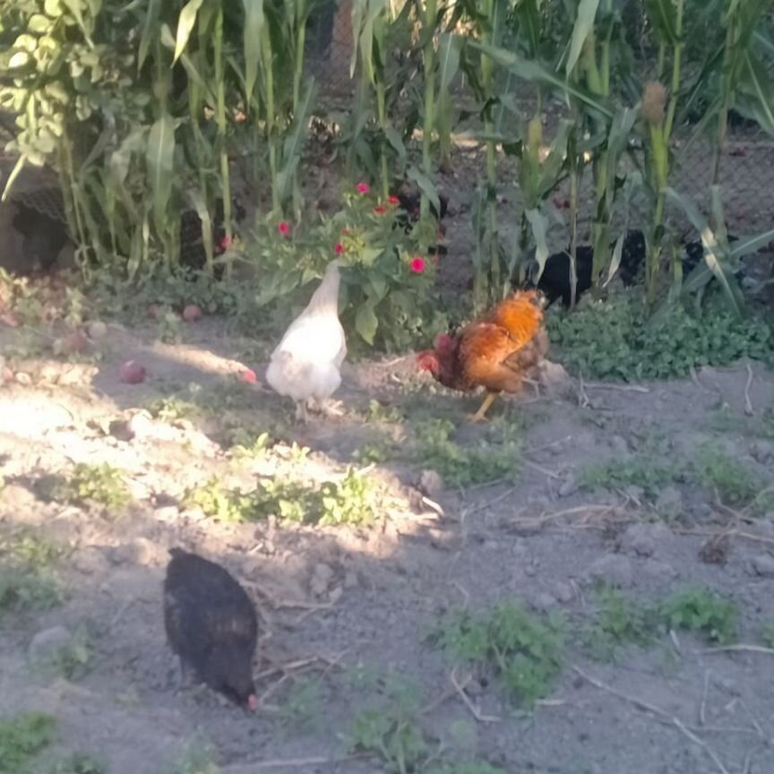 Куры, петухи и утки