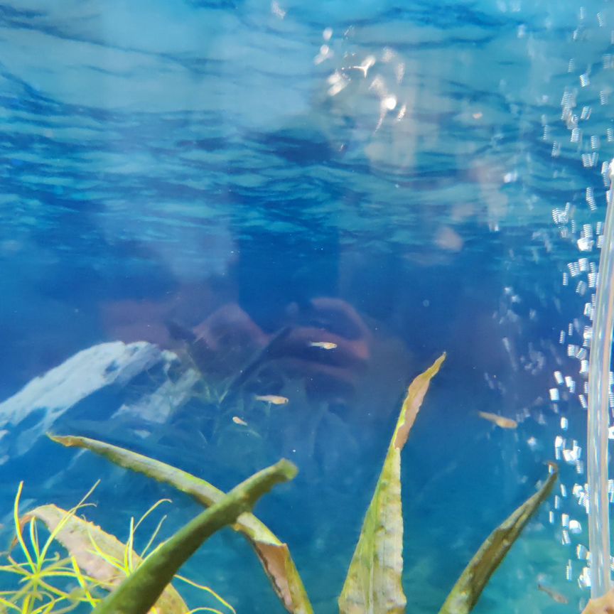 Мальки гуппи