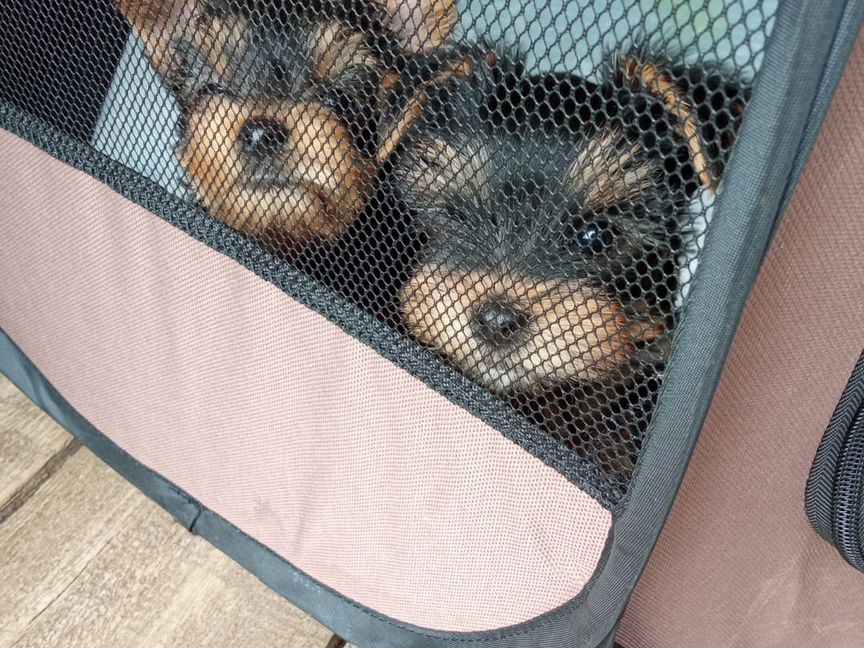 Йоркширский терьер щенки