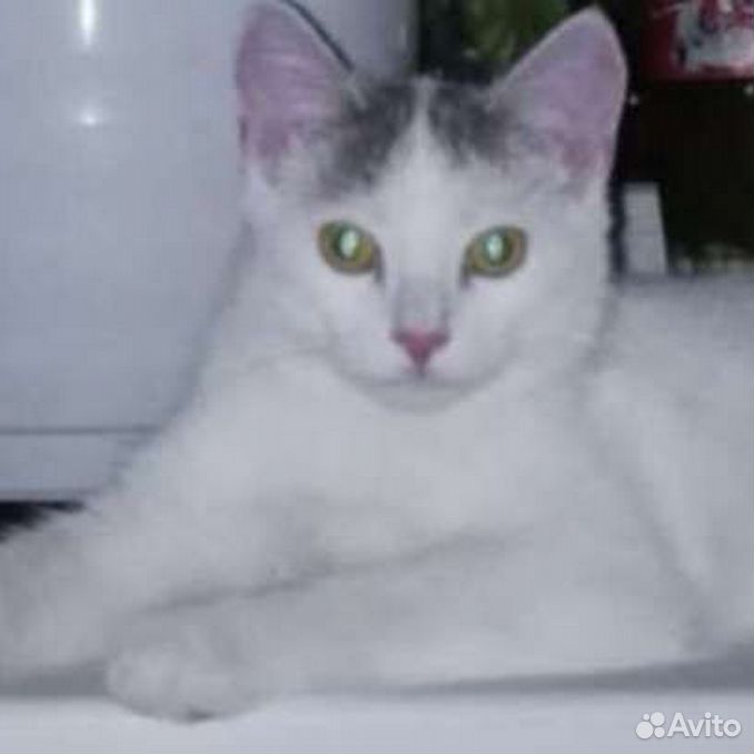 Молодая кошка. Нужен дом