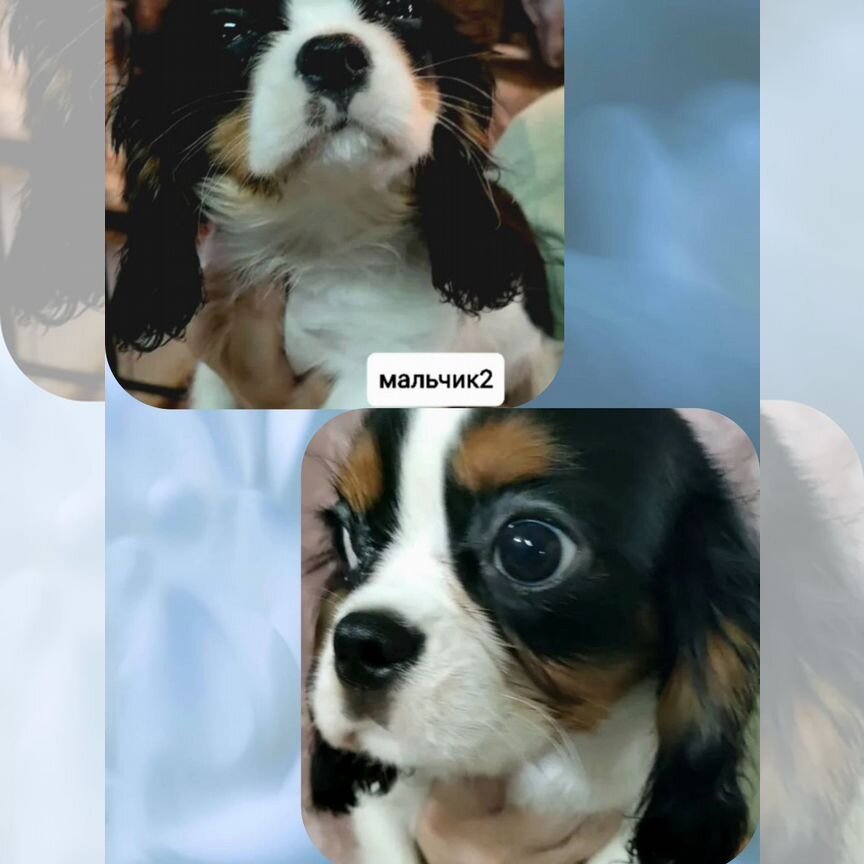 Кавалер кинг-чарльз-спаниель, щенок