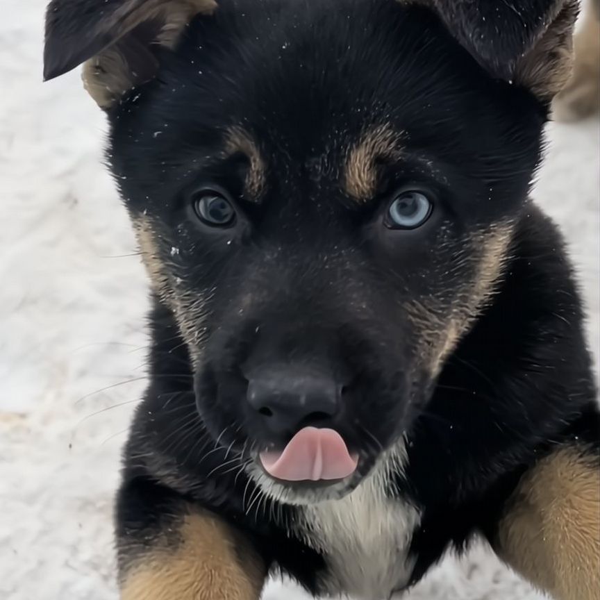 Бельгийская овчарка, щенок