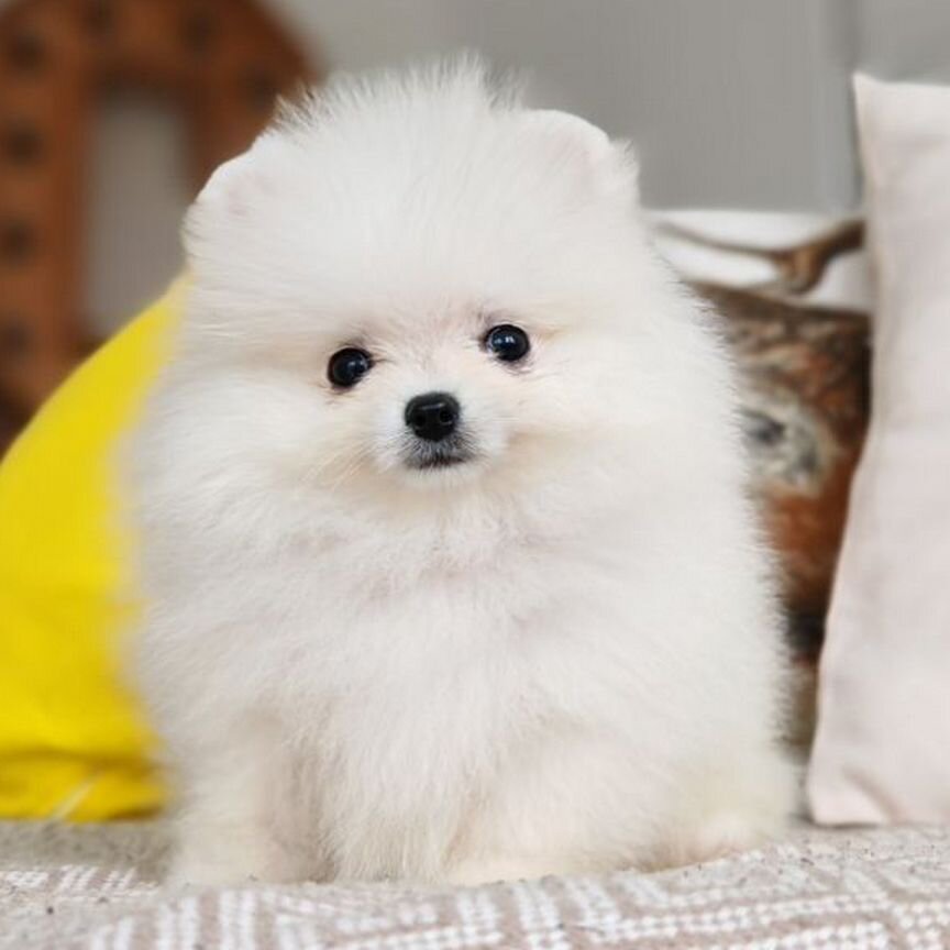 Померанский шпиц, щенок