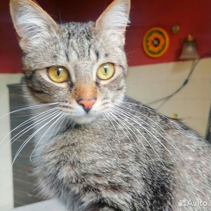 Кошечка метис европейской и абессинской