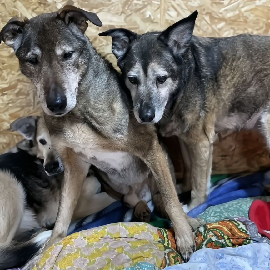 Взрослый пёс в добрые руки