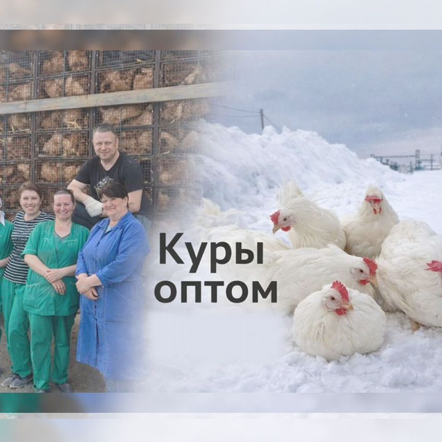 Доминант, ломан Браун, леггорн