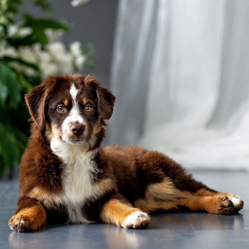 Миниатюрная американская овчарка, щенок