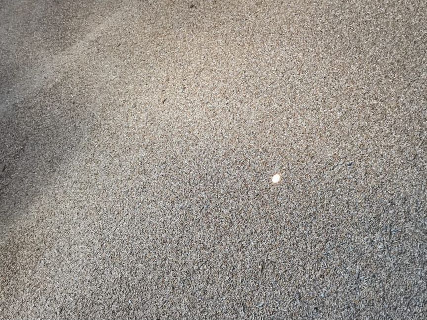 Пшеница твердая фураж