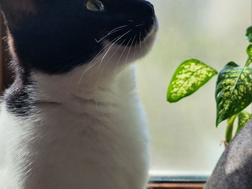 Кошка