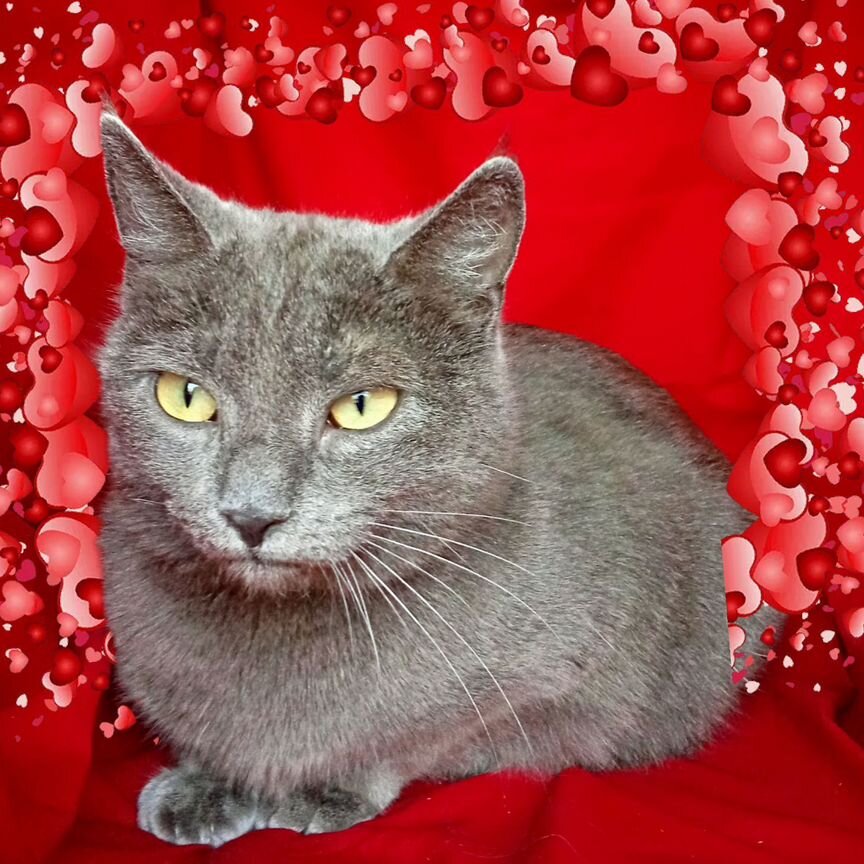 Кошки в добрые руки