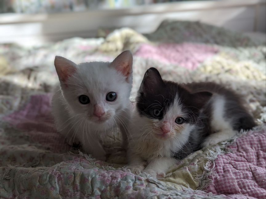 Котята 1,5 месяца котенок мальчик котенок девочка