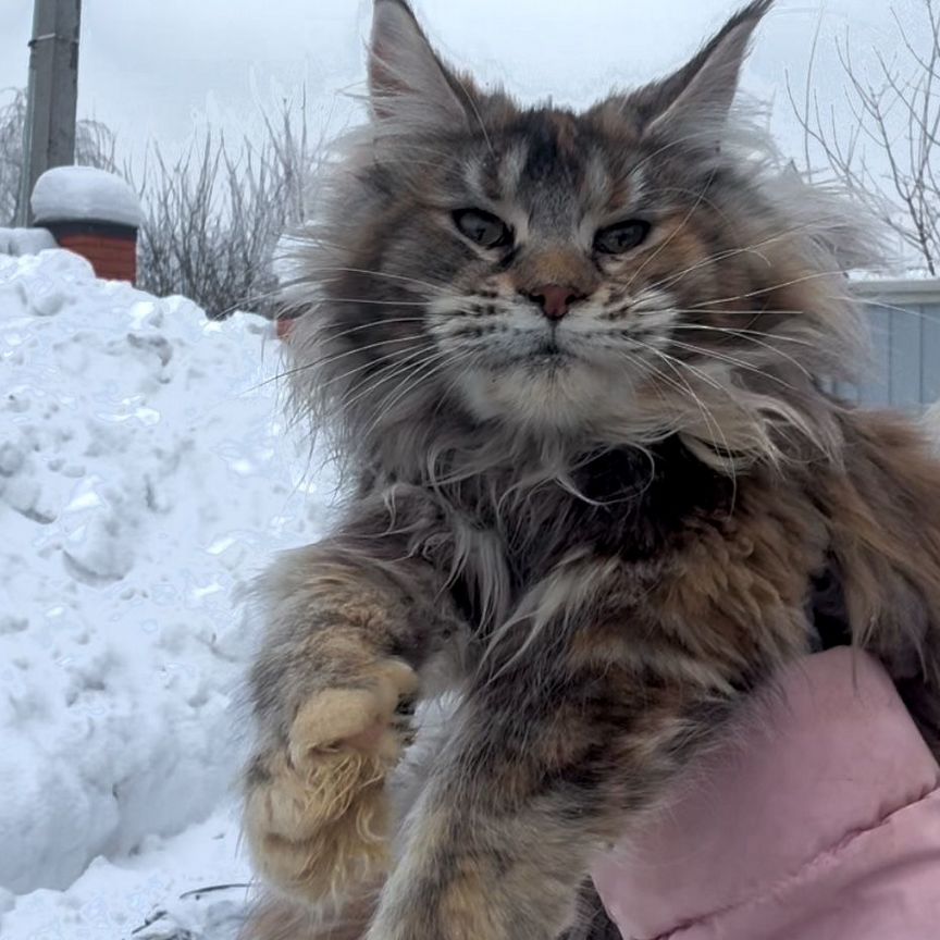 Мейн-кун котёнок