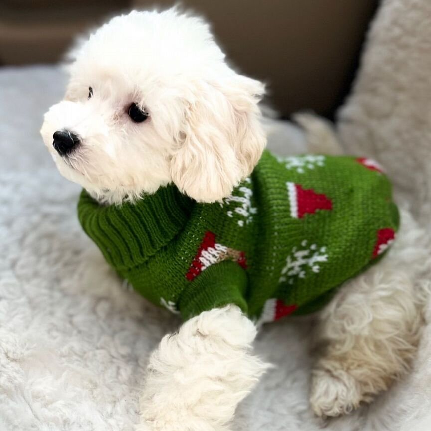 Той-пудель, щенок