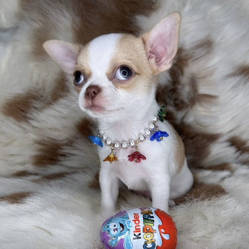 Чихуахуа, щенок